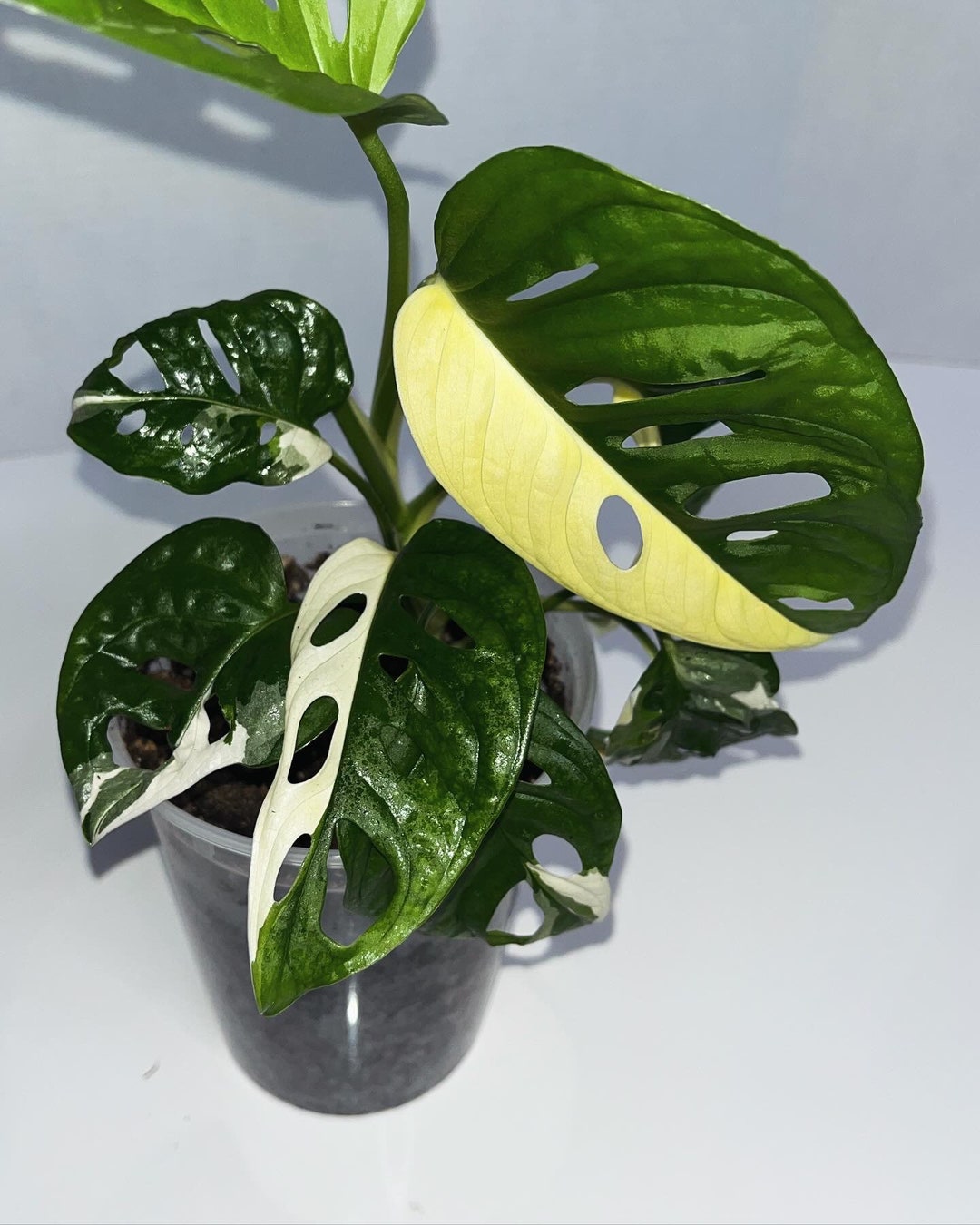 Monstera Adansonii Variegated, Monstera Adansonii Albo - Etsy