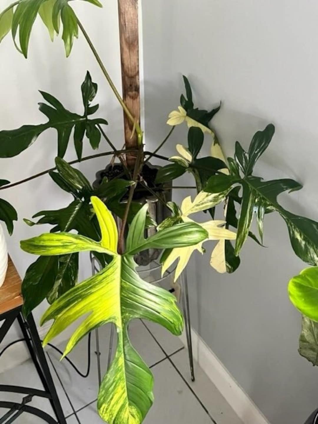 Philodendron Florida Beauty Variegated Rare - Etsy