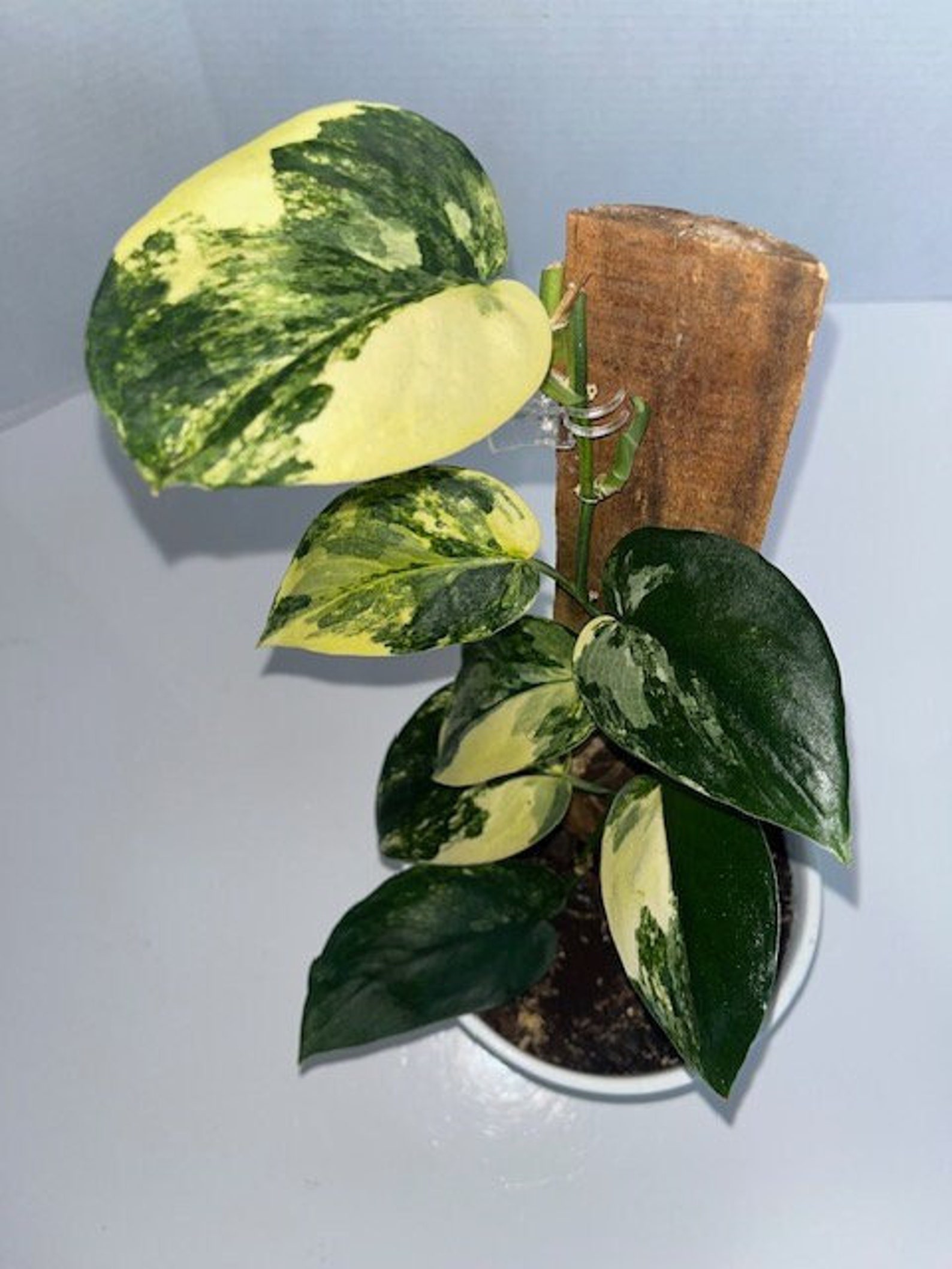 Scindapsus Jade Satin Variegated, Rare Scindapsus Jade Satin Variegata ...