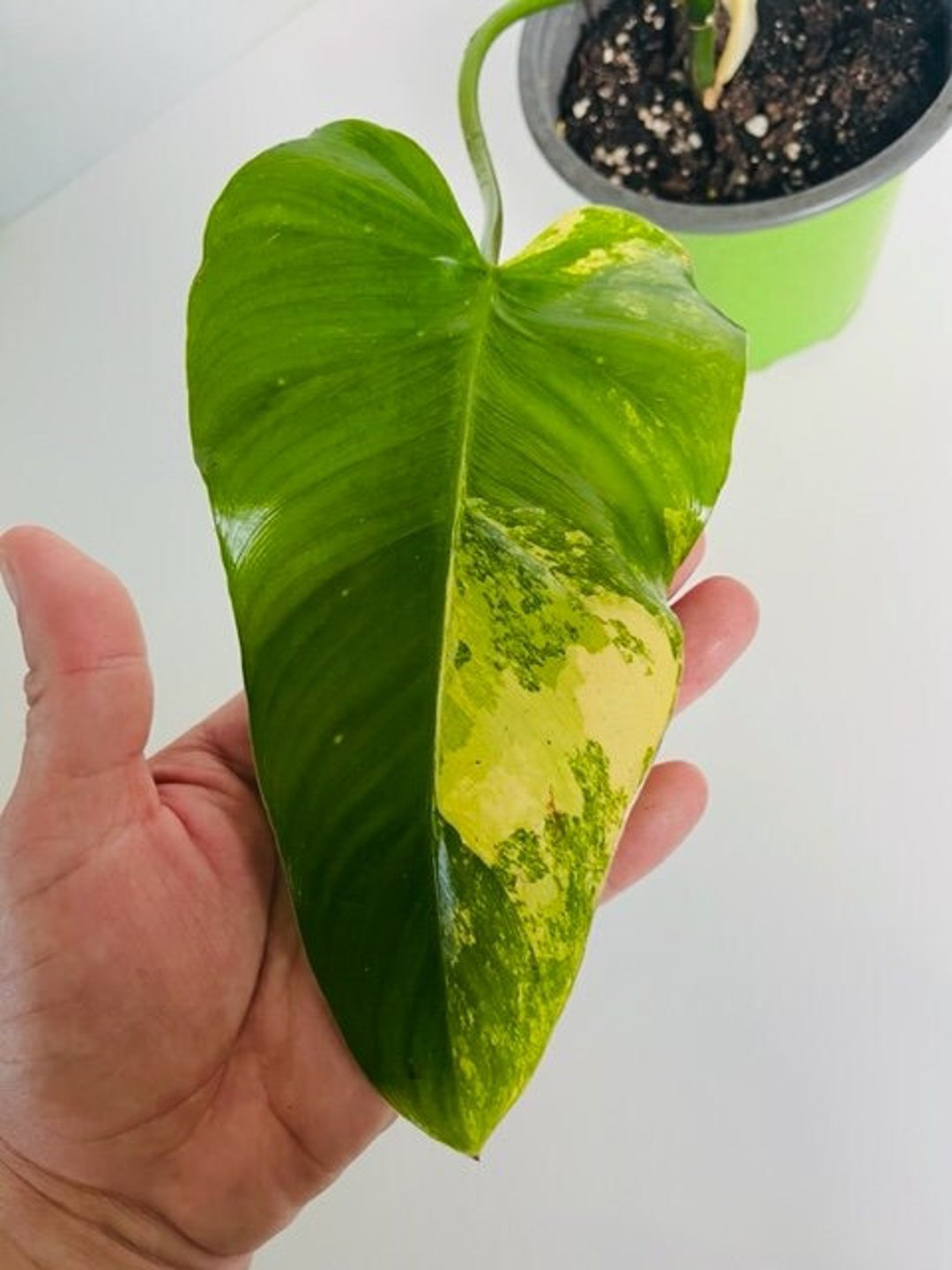 Philodendron Domesticum Variegated Rare - Etsy