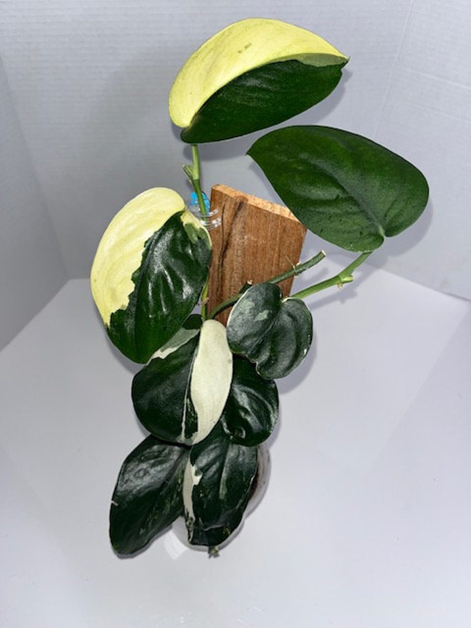 Scindapsus Jade Satin Variegated, Rare Scindapsus Jade Satin Variegata ...