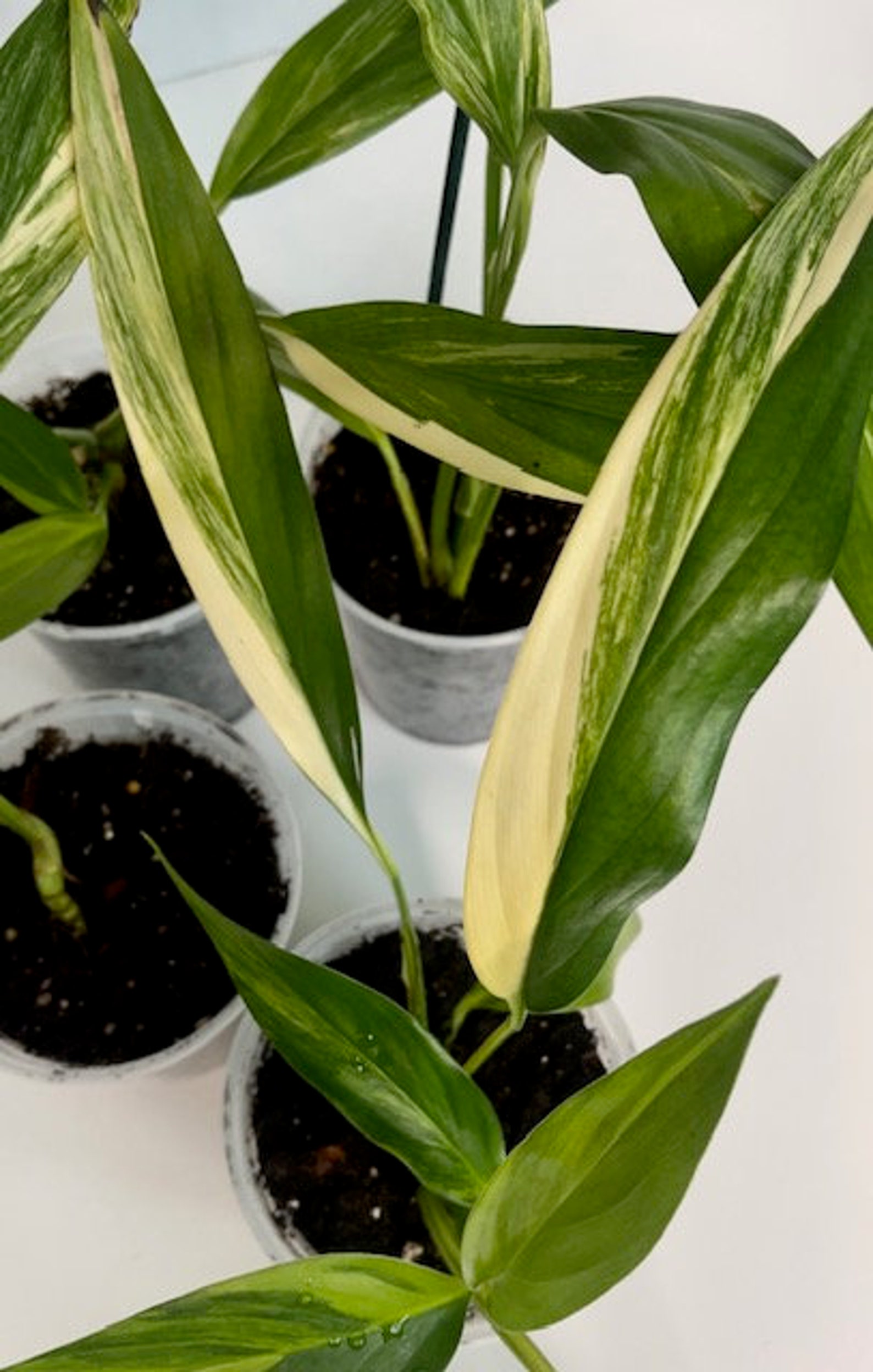 Epipremnum Amplissimum Variegated, Rare Epipremnum Amplissimum - Etsy