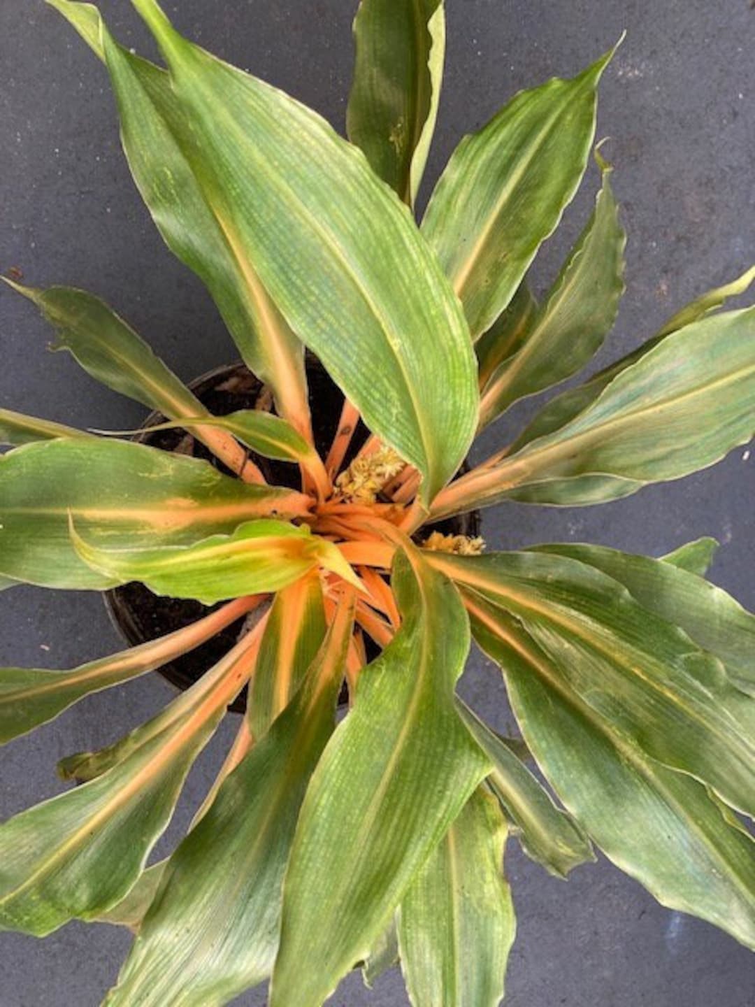 Chlorophytum Amaniense, Fire Flash Plant - Etsy