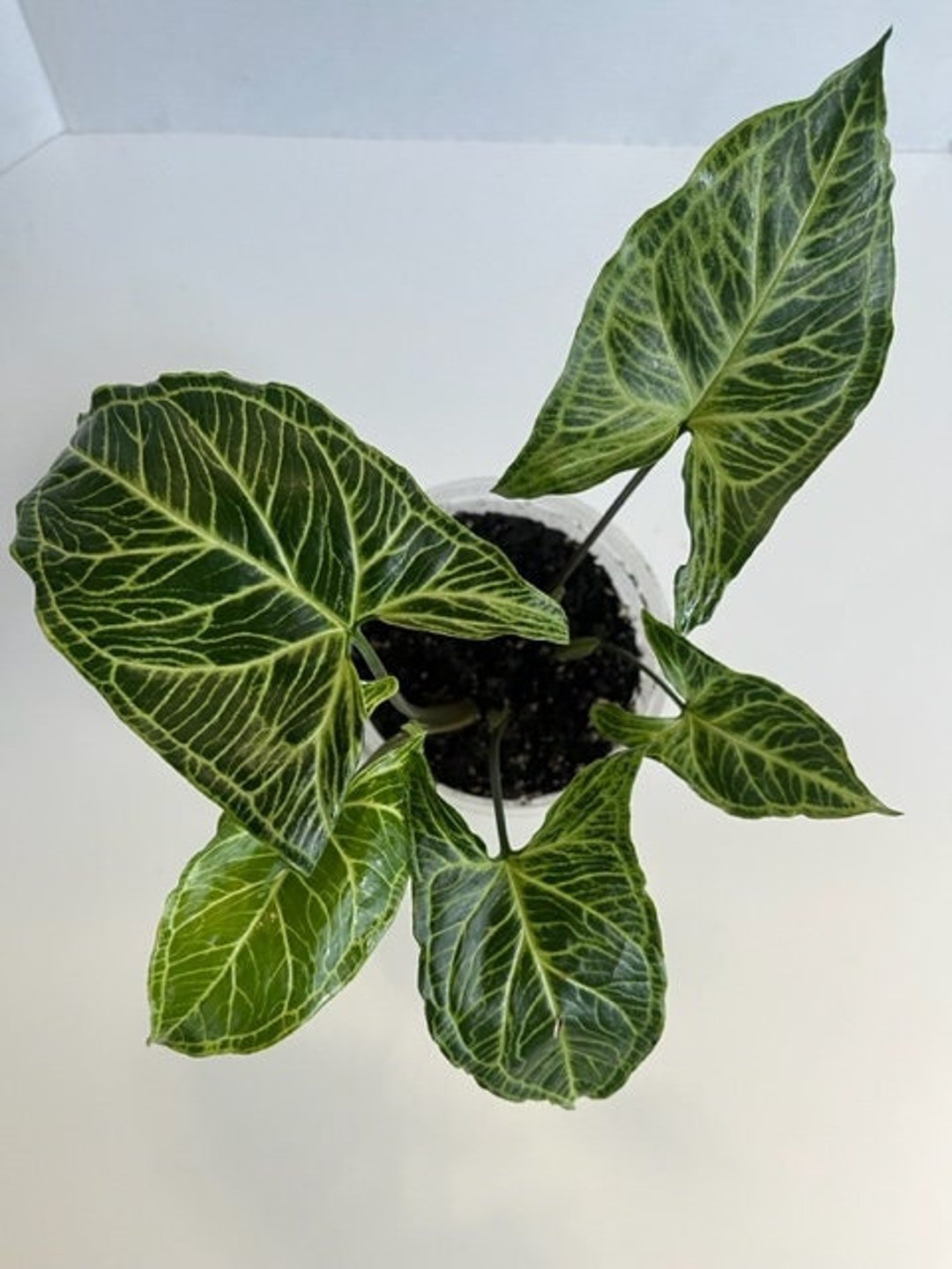 Syngonium Batik, Rare Syngonium Batik - Etsy