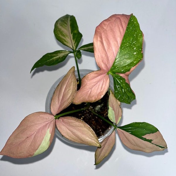 Pink Splash Syngonium - Etsy