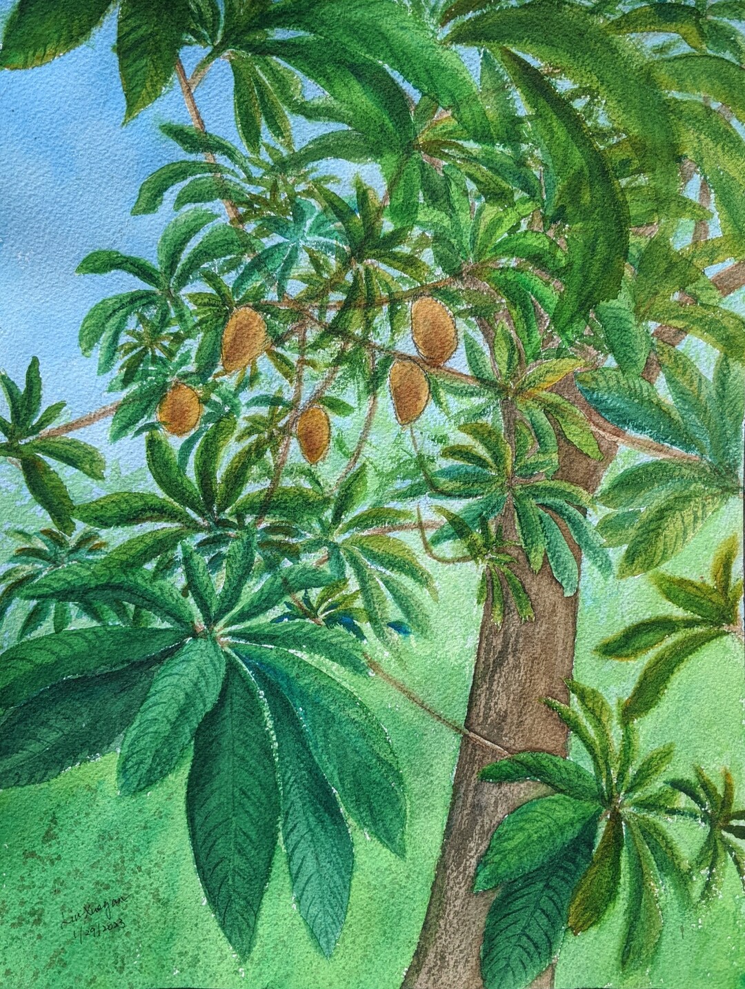 Mamey Tree and Fruits Print of Original Watercolor Painting - Etsy