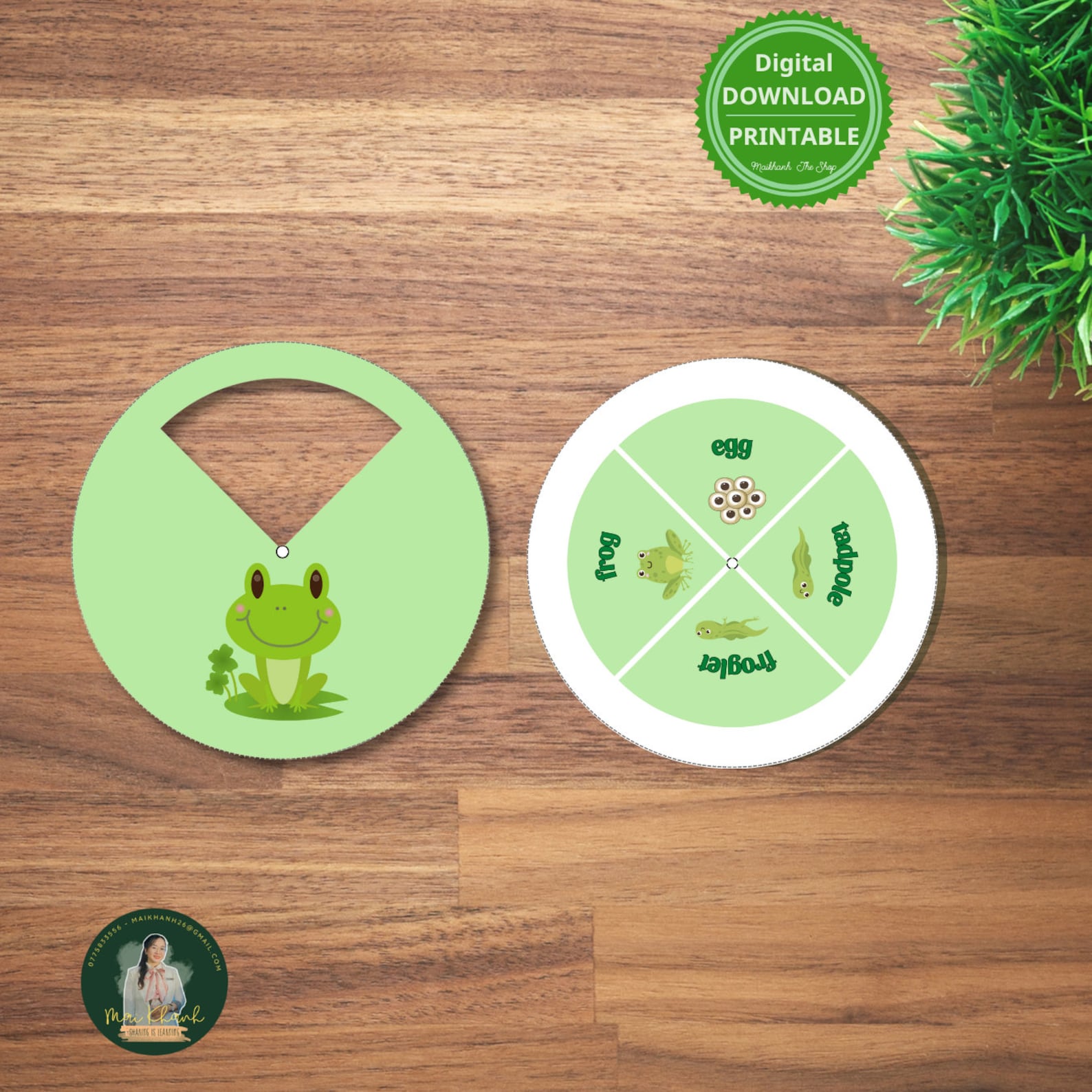 LIFE CYCLE of a FROG Wheel flashcards printable Pdf - Etsy