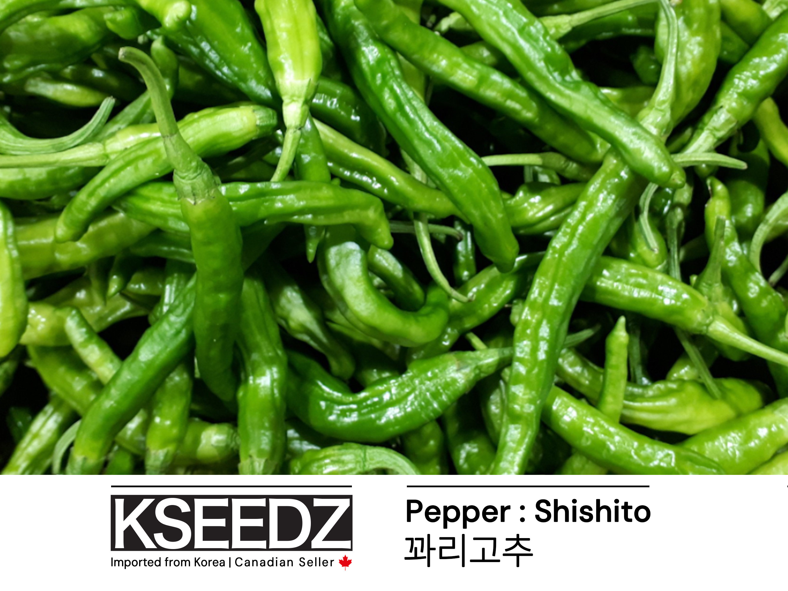 꽈리고추 Gochu Pepper Green Shishito (20) – 한국 씨앗 KSEEDZ Korean Seed 韩国 种子 ...