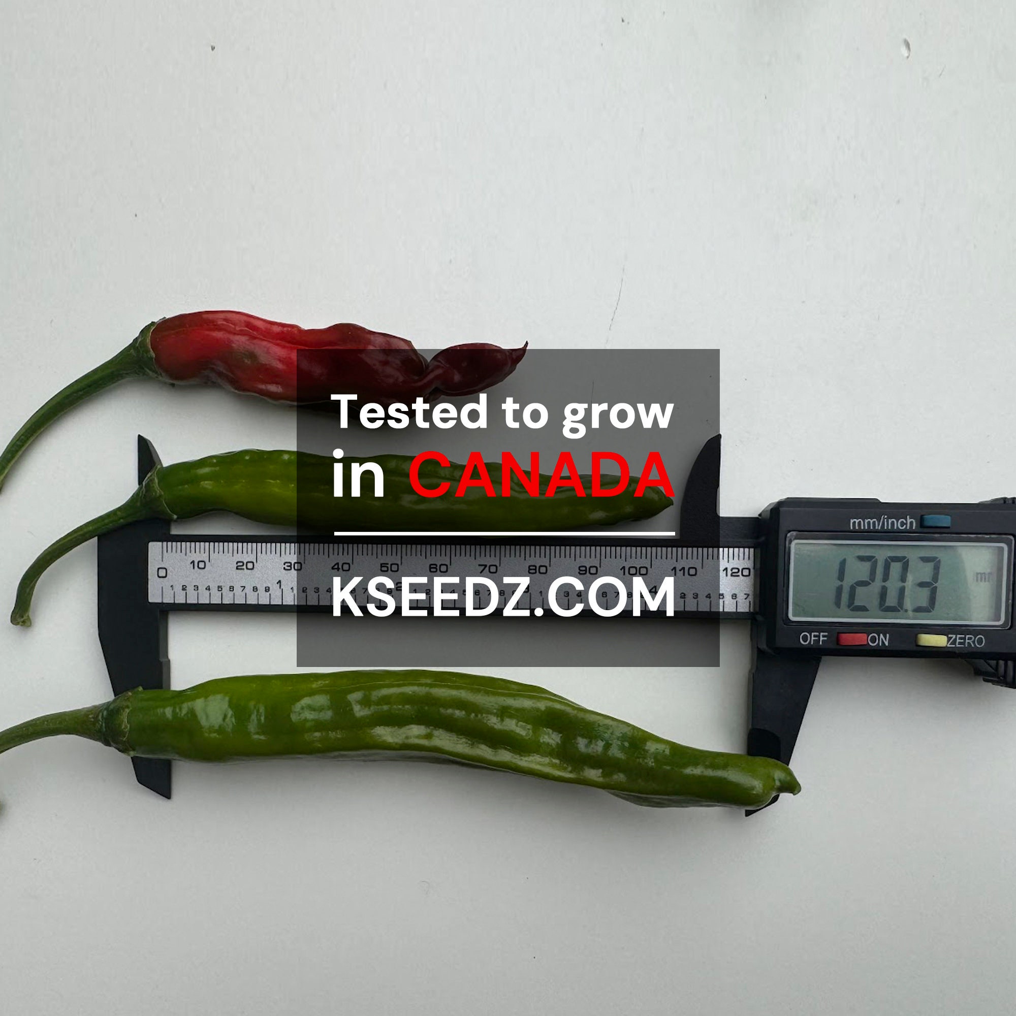 꽈리고추 Gochu Pepper Green Shishito (20) – 한국 씨앗 KSEEDZ Korean Seed 韩国 种子 ...