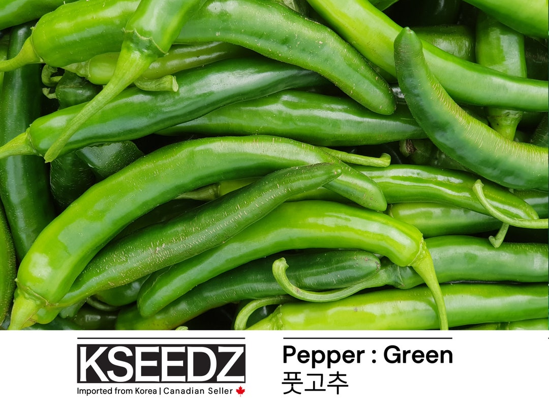 풋고추 Gochu Pepper Green (20) – 한국 씨앗 KSEEDZ Korean Seed 韩国 种子 韓国 種子 ...