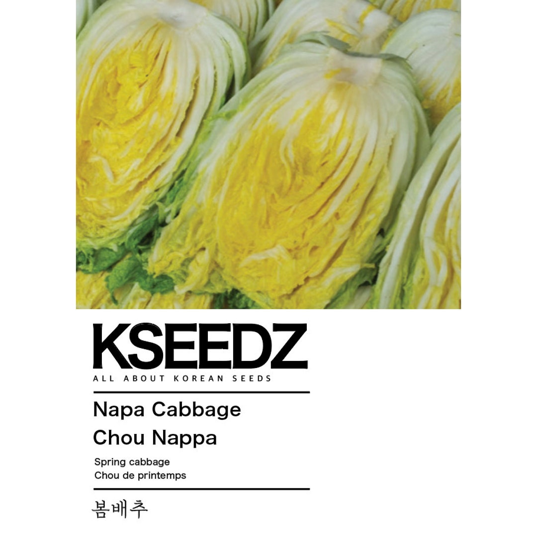 봄배추 Cabbage Kimchi Spring (100+) – 한국 씨앗 KSEEDZ Korean Seed Asian Seed ...