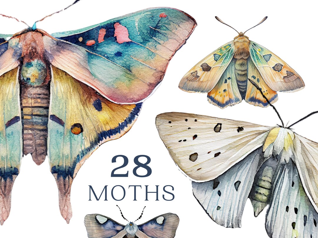 28 PNG Moths Clipart Bundle, Insect Graphics Pack, Bug Cut Files ...