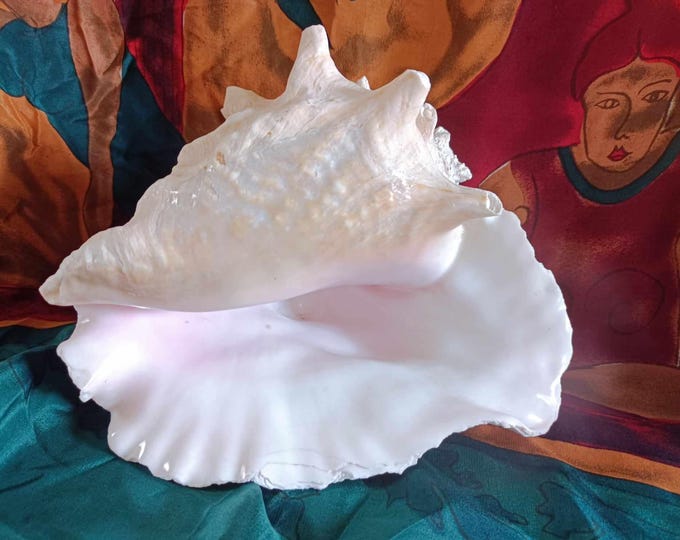 Conch Shell Pale Pink Colours - Etsy