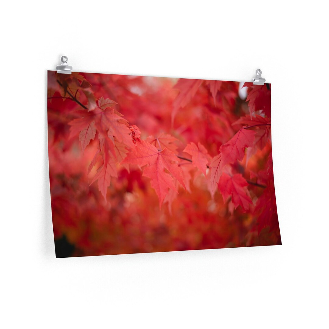 Premium Matte Horizontal Posters - Red Maple Leaves Ontario, Canada ...