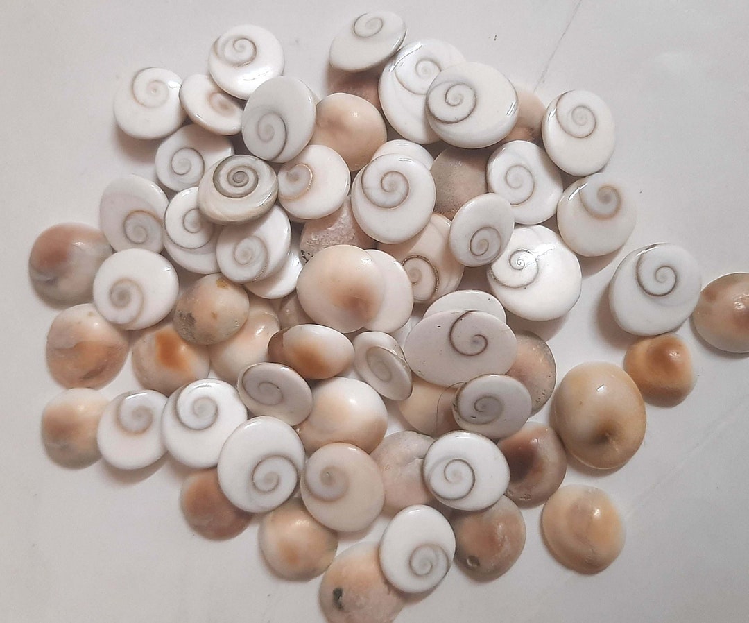 Shiva Eye Shell Lot Natural Shiva Eye Shell Cabochons,shiva Eye ...