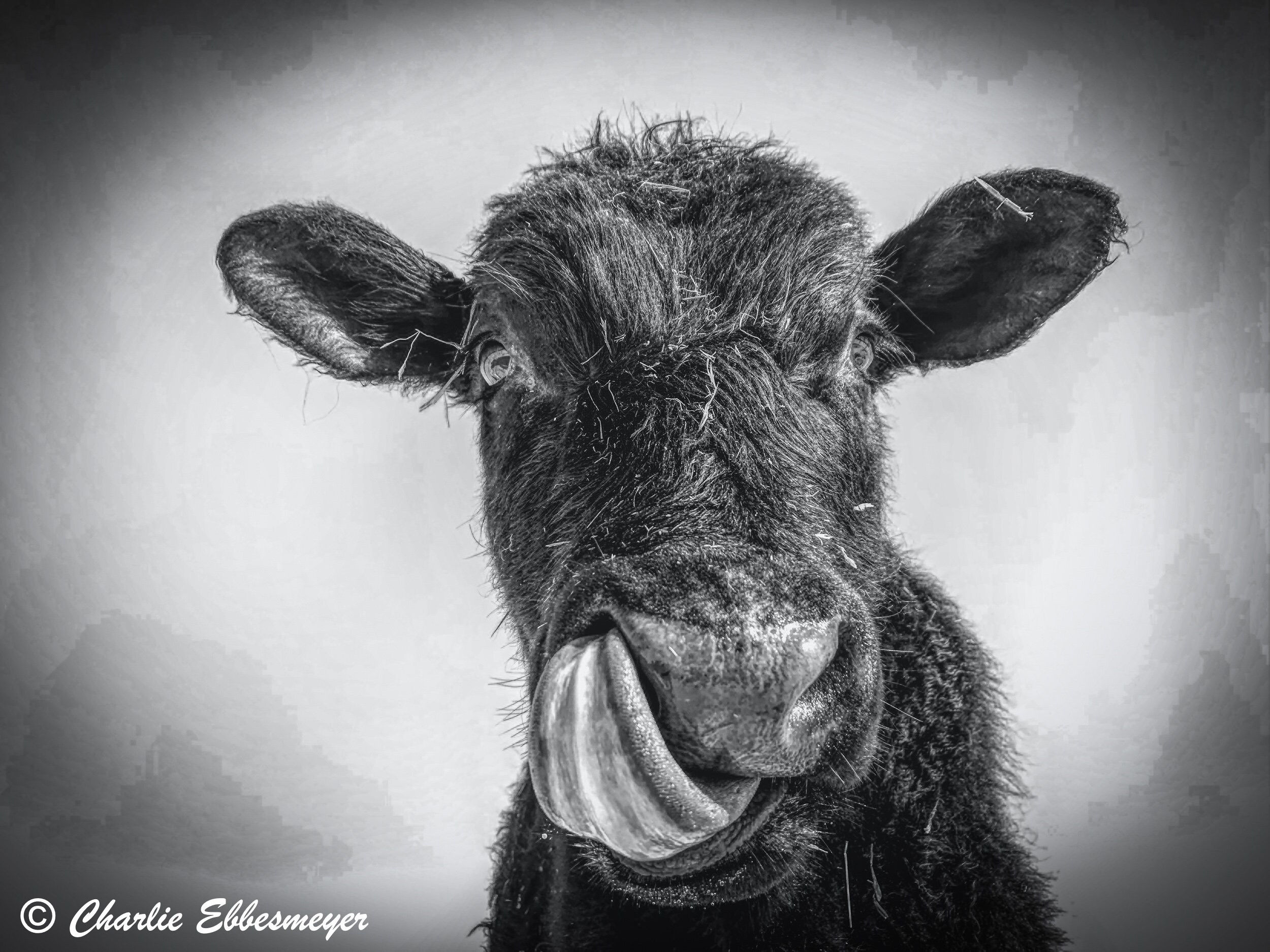 CUTE Cattle Portrait, B&W, Agriculture Photo, Cute Cow; Canvas Home ...