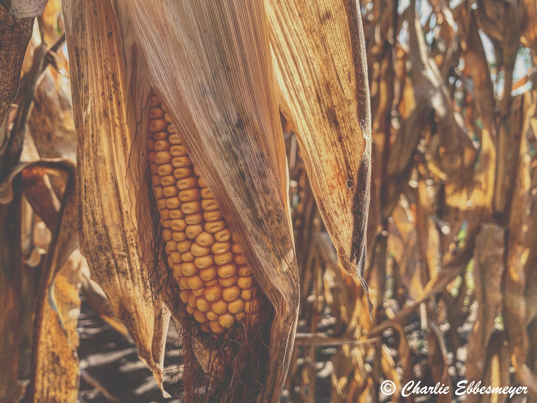 Corn; Sunset; Harvest; Agriculture Landscape; Agriculture Photo; Canvas ...