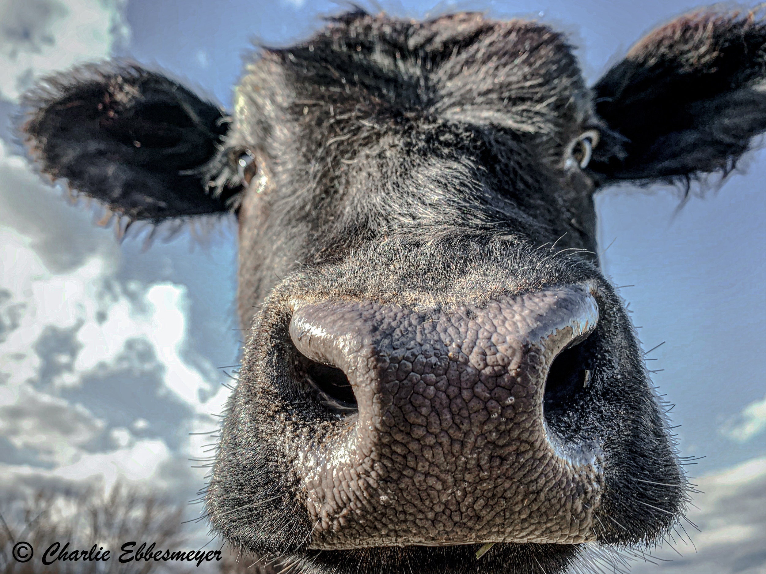 CUTE Nosy Cattle Portrait, Agriculture Photo, Cute Cow; Canvas Home ...