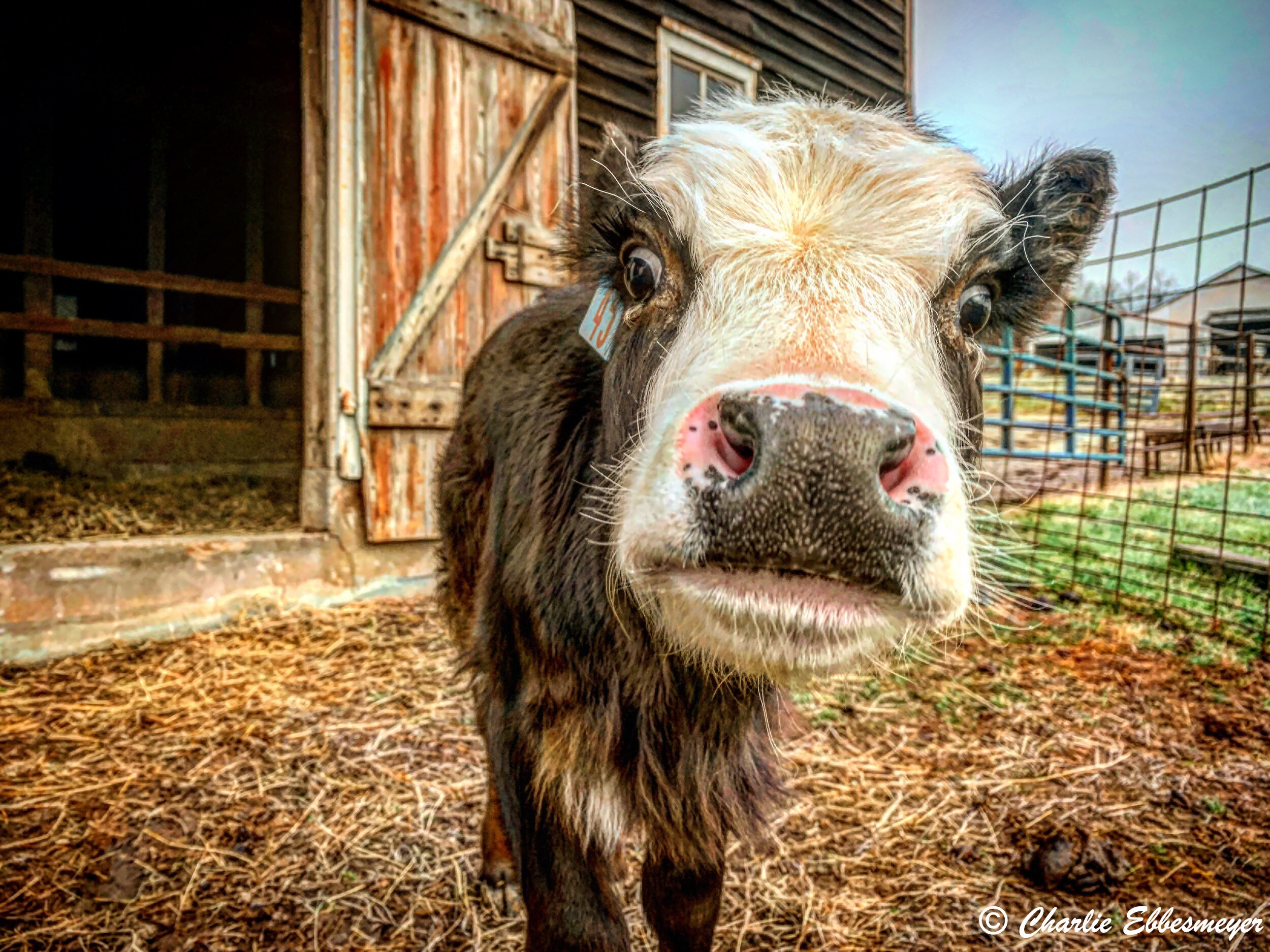 CUTE Cattle Portrait, Agriculture Photo, Cute Cow; Canvas Home Decor ...