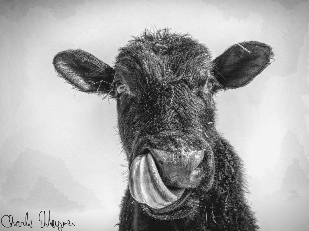 Black and White Cow CUTE Farm Photo Digital Prints - Etsy