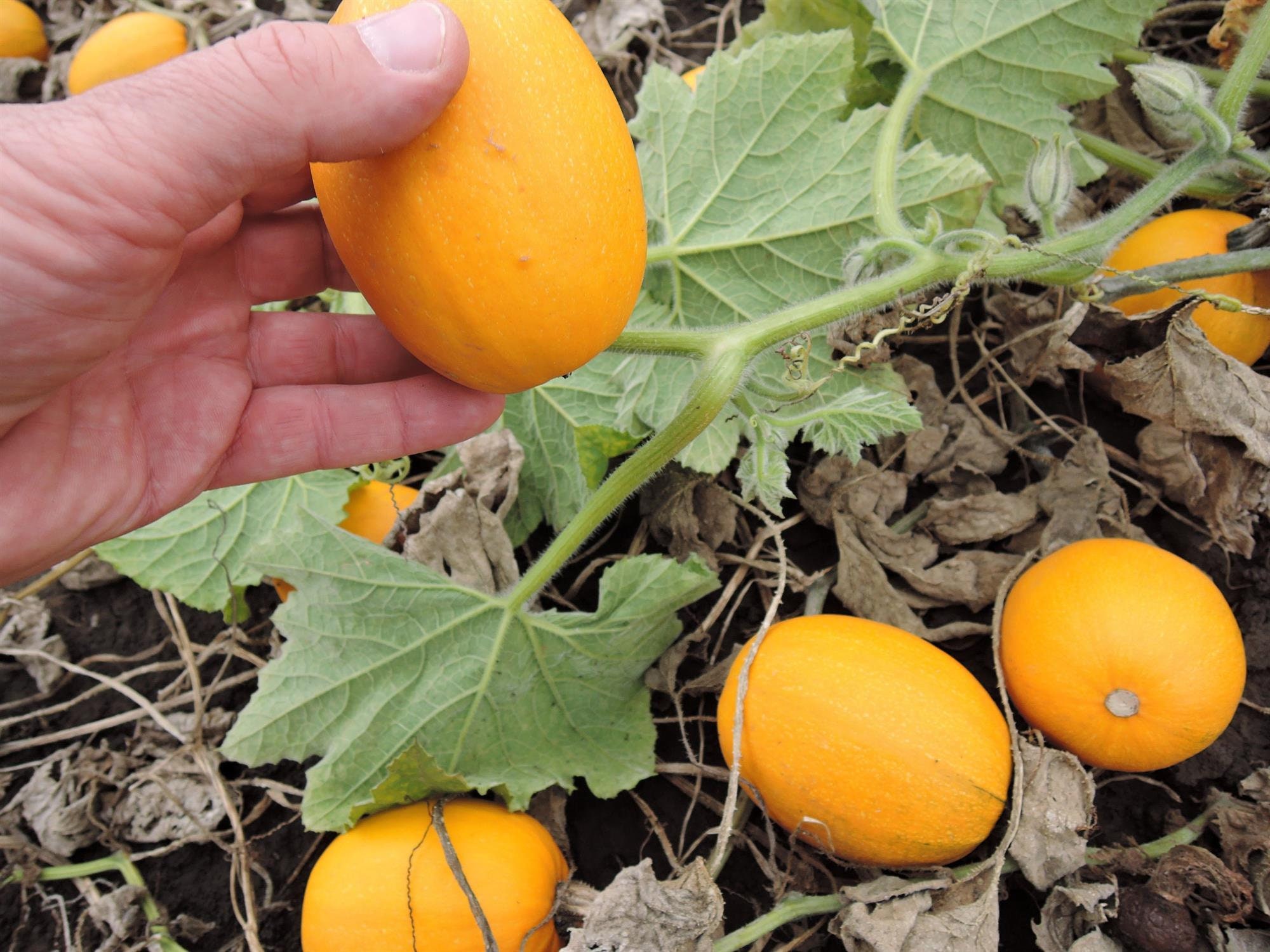 Spaghetti Squash Vine