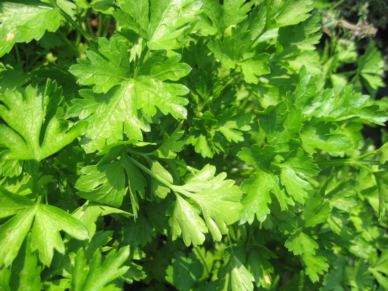 French Parsley