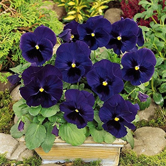 Blue Pansy Flower