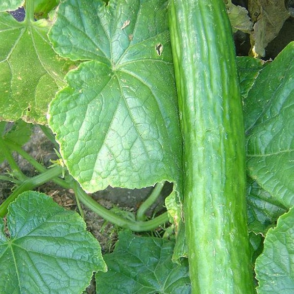 Greenhouse Cucumber Seeds - Etsy