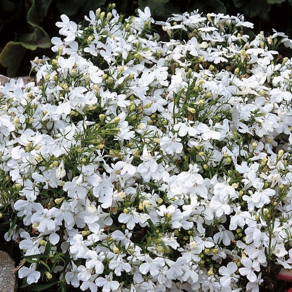 Lobelia White