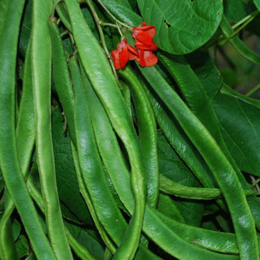 Vegetable Runner Bean Enorma Exhibition Variety 15 Premium - Etsy