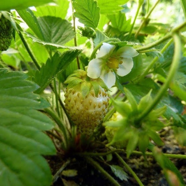 Alpine Strawberry - Etsy