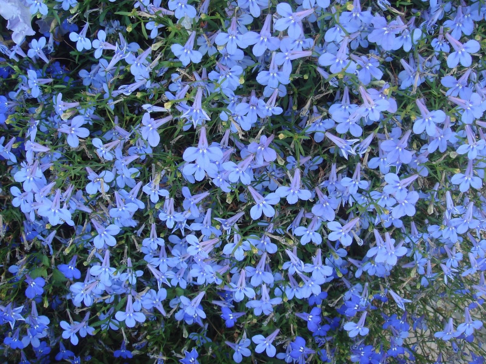 Lobelia Blue Moon