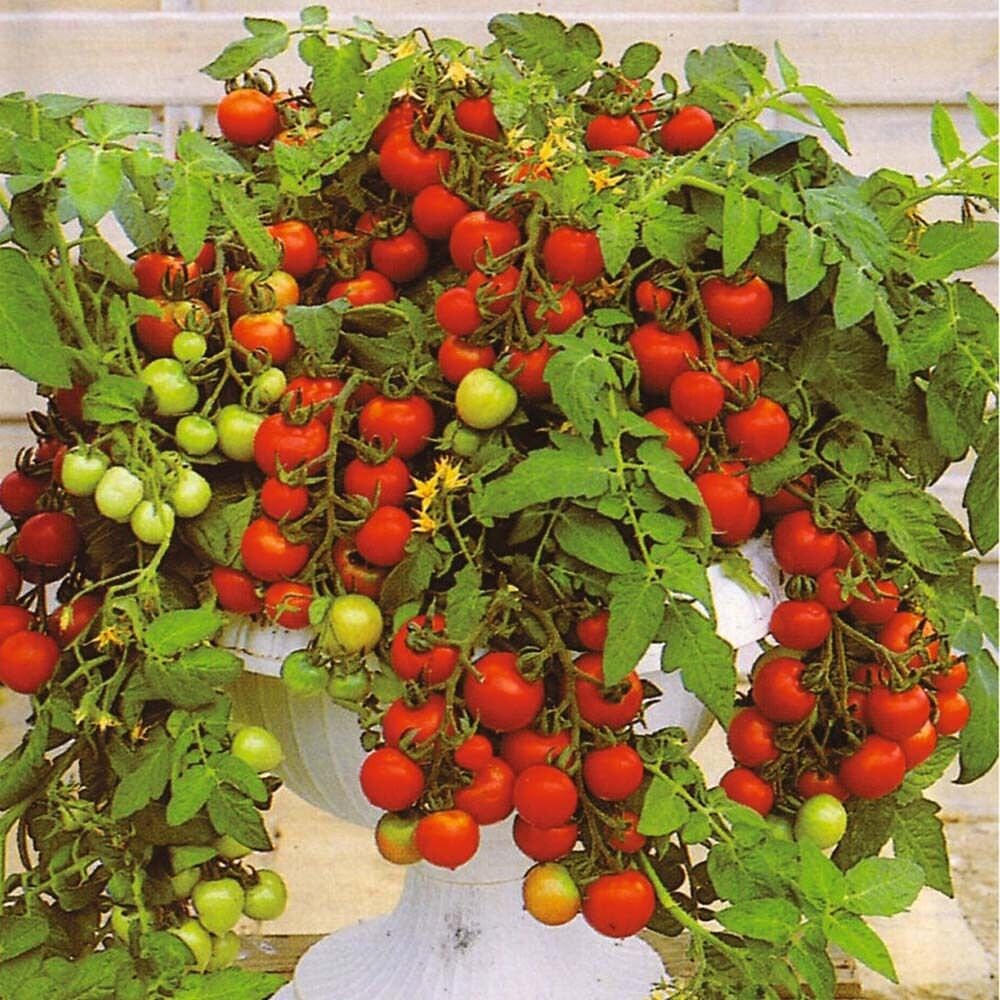Pohon Tomat Cherry