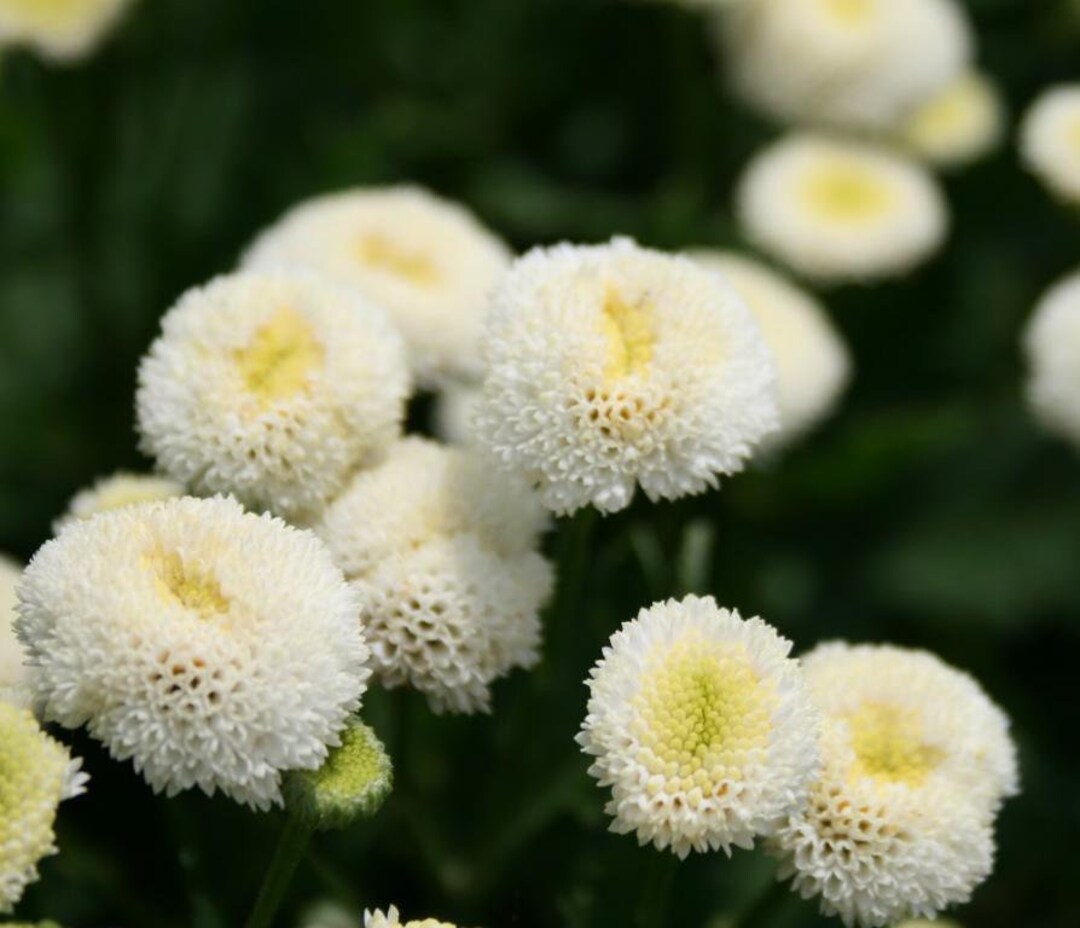 Flower FLOWER CHRYSANTHEMUM SNOW Ball 390 Quality Seeds - Etsy