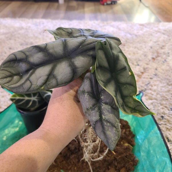 Dragon Scale Plant - Etsy