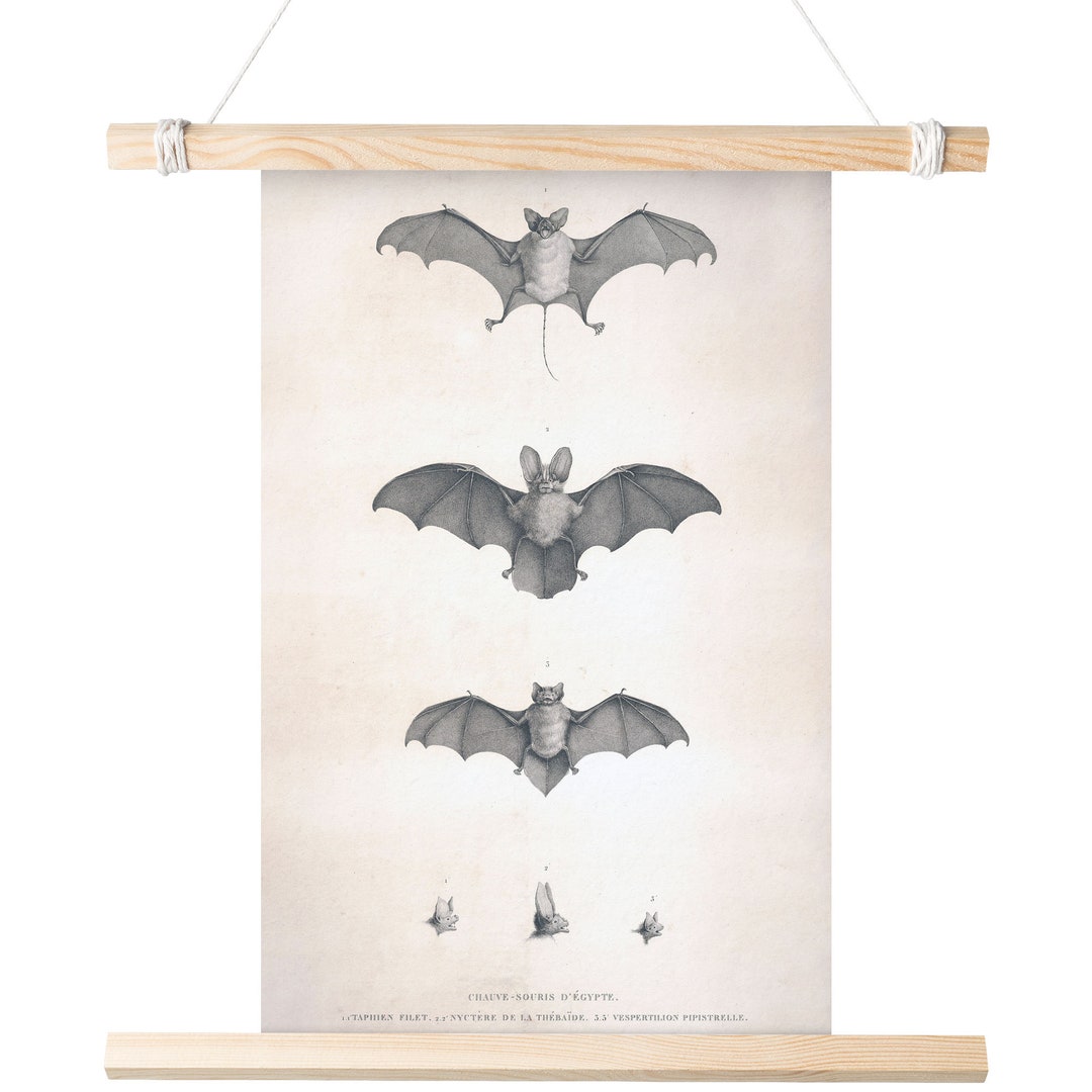 Bats of Egypt by Alexandre Blondeau Fine Art Print Matte Poster French ...