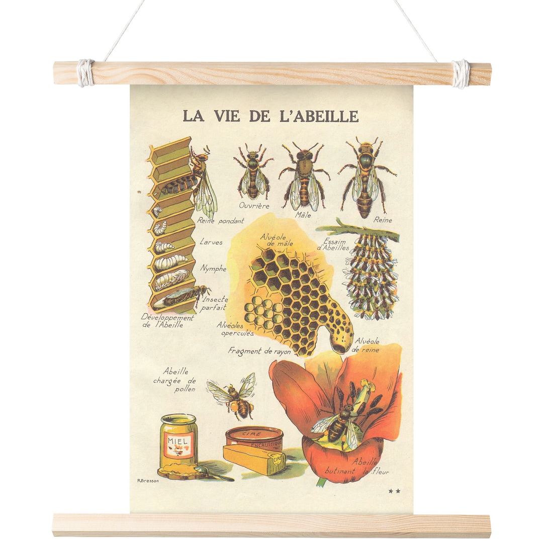 The Life of the Bee (la Vie De L'abeille) Matte Poster Educational ...