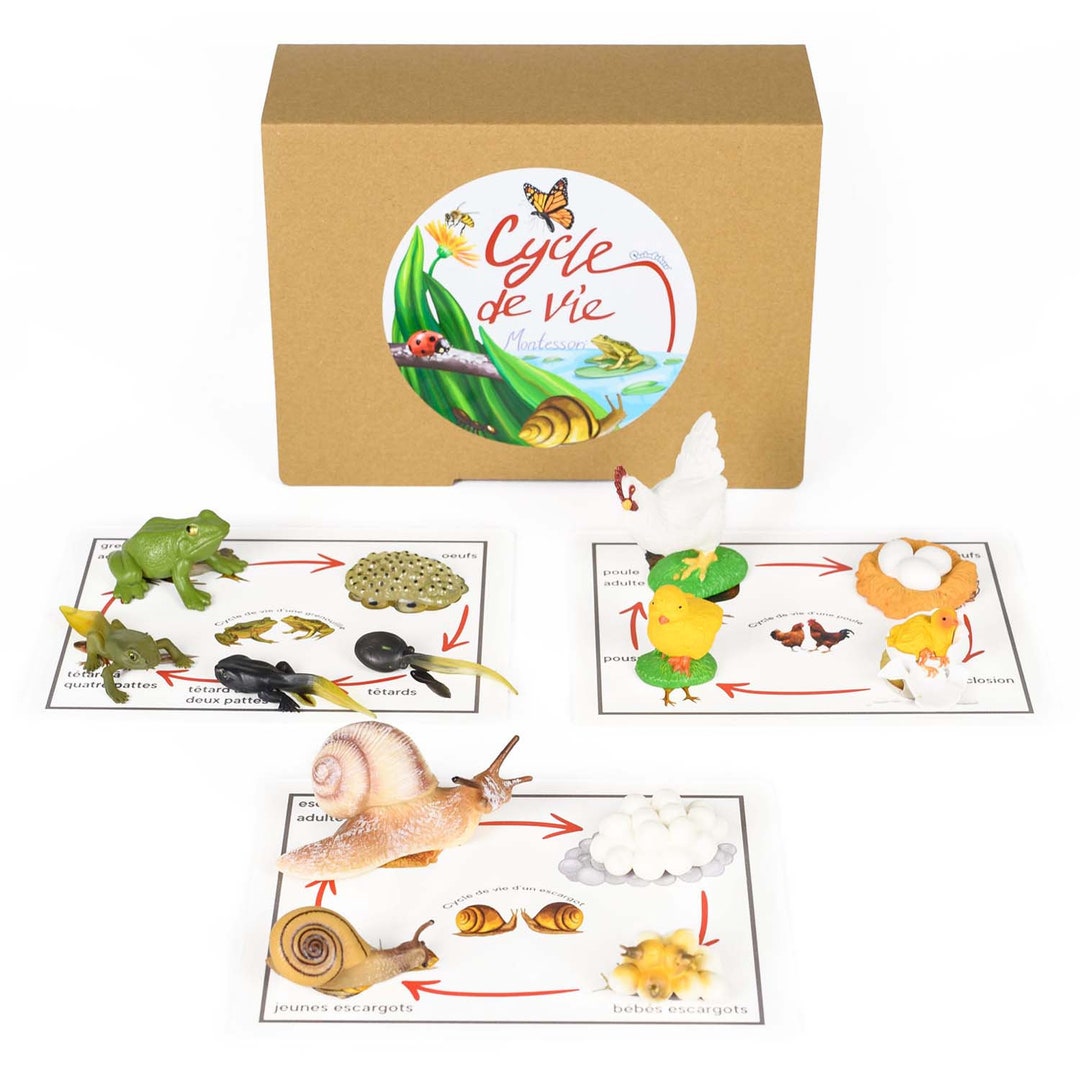 Animal Life Cycle Game Educational Material Animal - Etsy