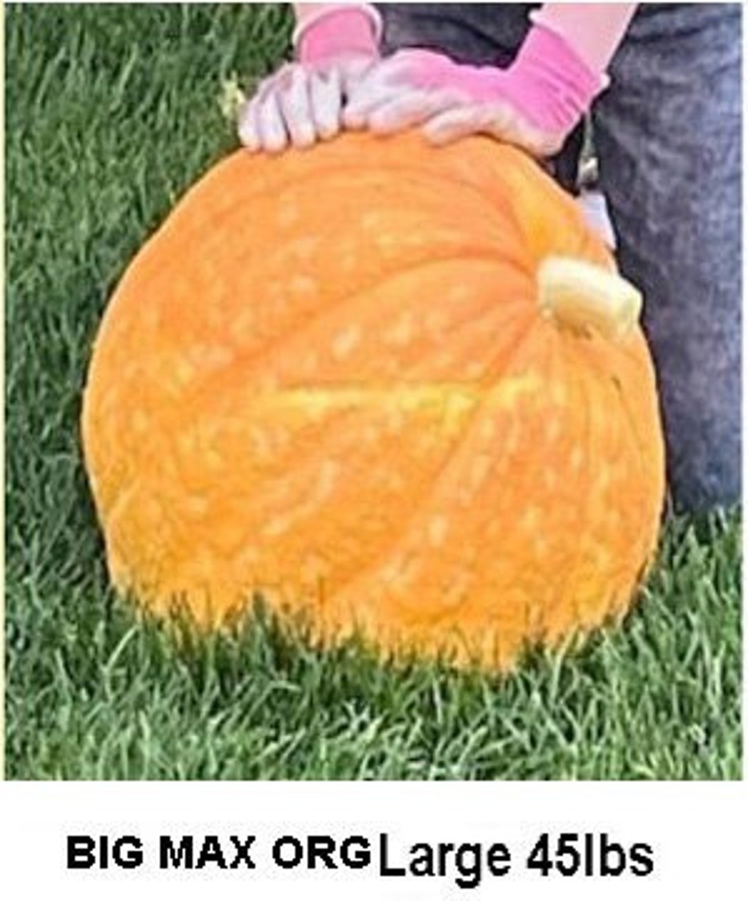 Winning Seeds by John Manry - Etsy