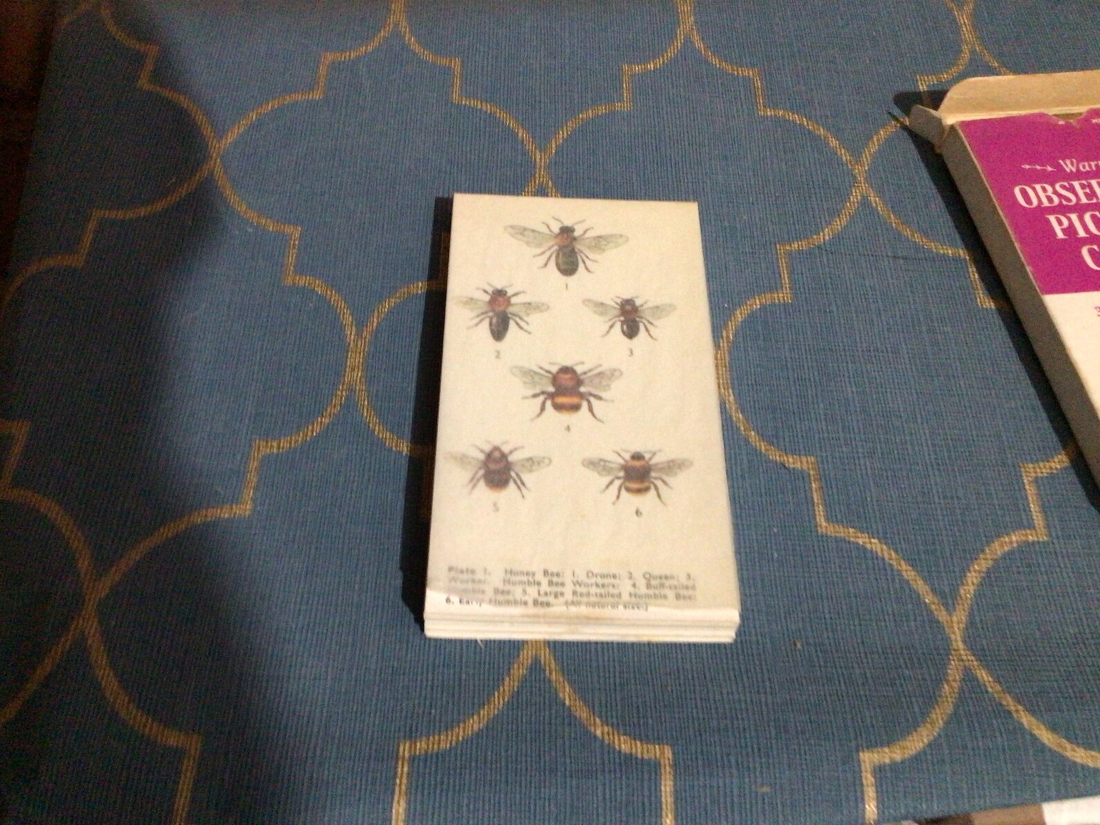 Observers Book Picture Cards Insects Lx - Etsy