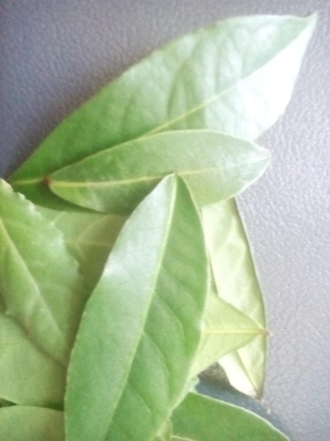 Laurus Nobilis Bay Leaves Incense Lucky Dreams Purifier Protection ...