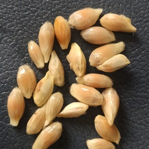 Lisbon Lemon Seeds - Etsy