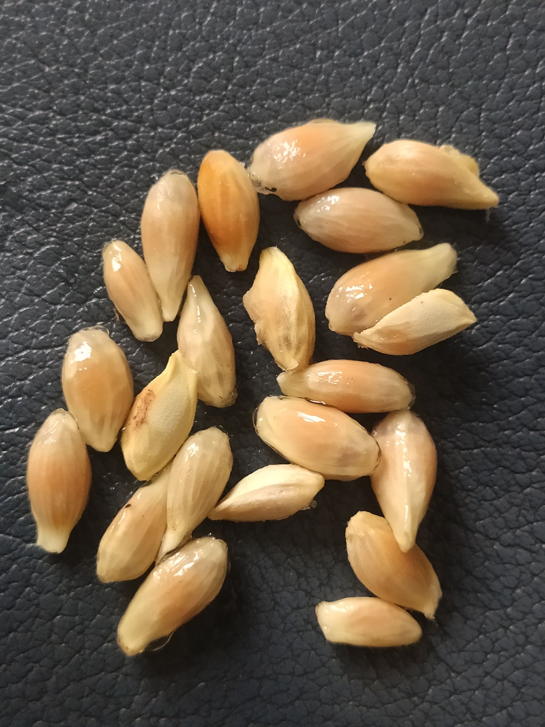 Lisbon Lemon Seeds - Etsy