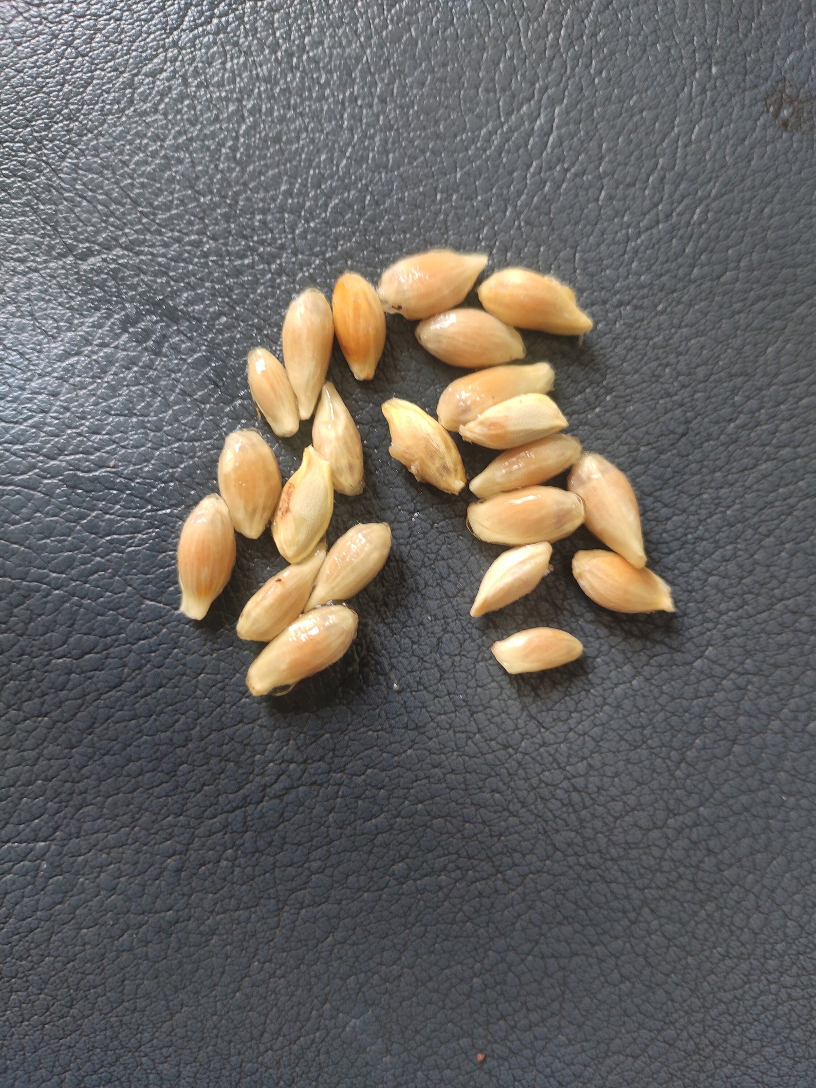 Lisbon Lemon Seeds - Etsy