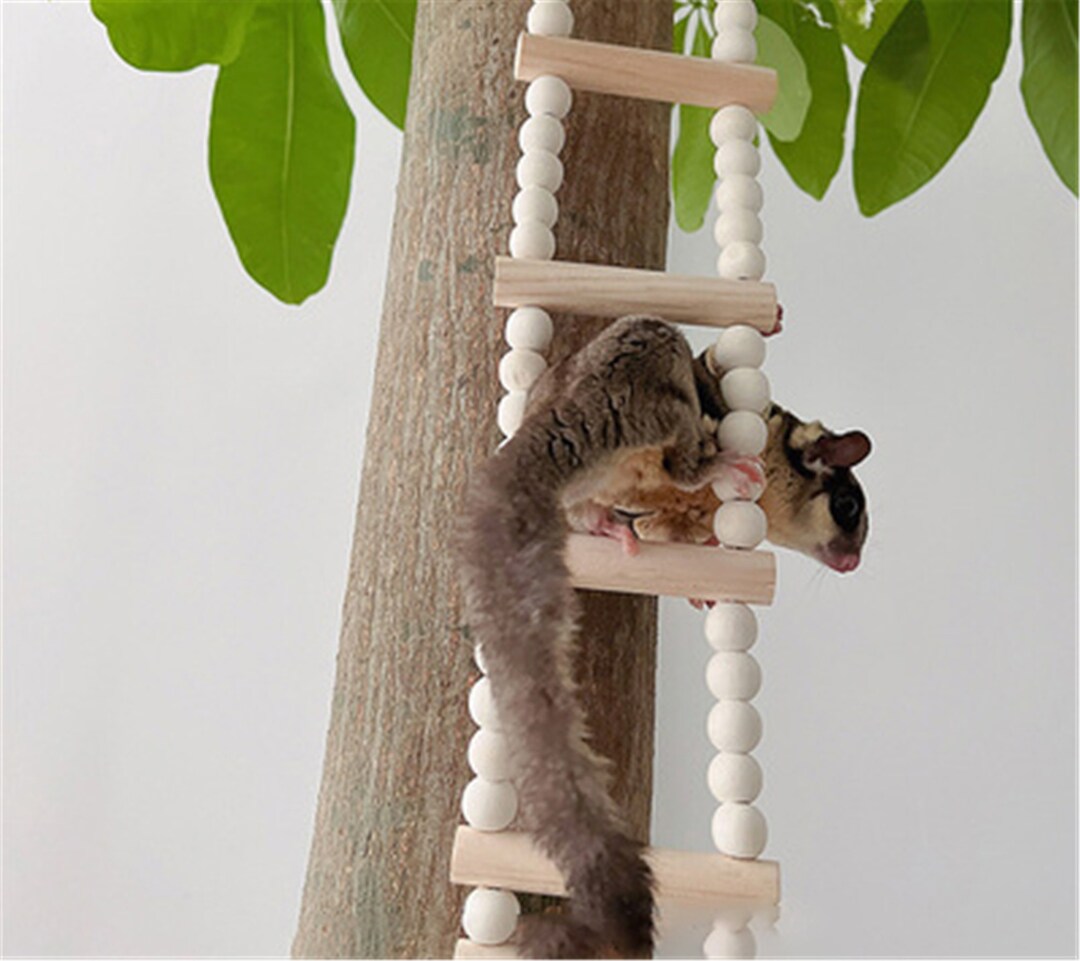 Multi Length Sugar Glider Climbing Stairs, Flying Squirrel Swing Sugar ...