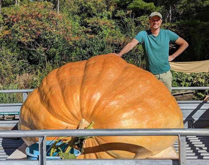 1,583 Pound Atlantic Giant Pumpkin Seed From Sir Seed (1 Seed) - Etsy