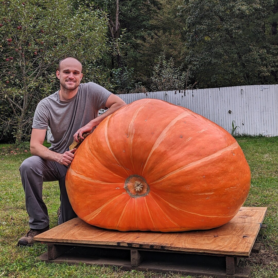 704 Pound Giant Pumpkin Seeds From Amber Blaze 2 Seeds - Etsy