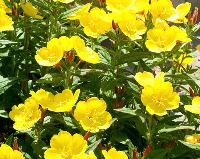 2 Evening Primrose (oenothera) Bare Root Plants - Etsy