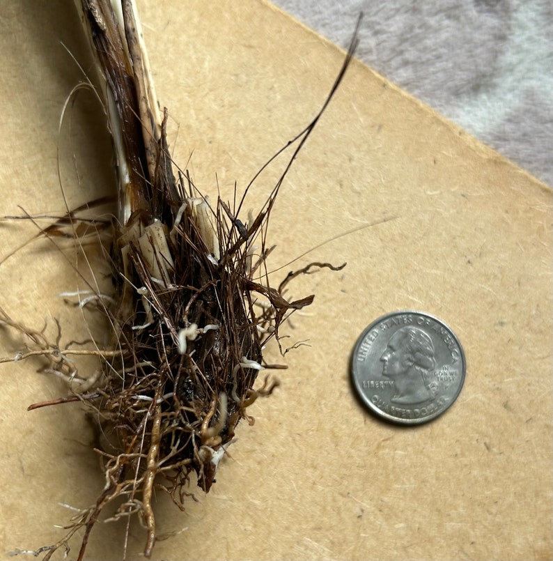 3 Liriope Verigated- Each Plant With 2 Inch Root System to Start Your ...