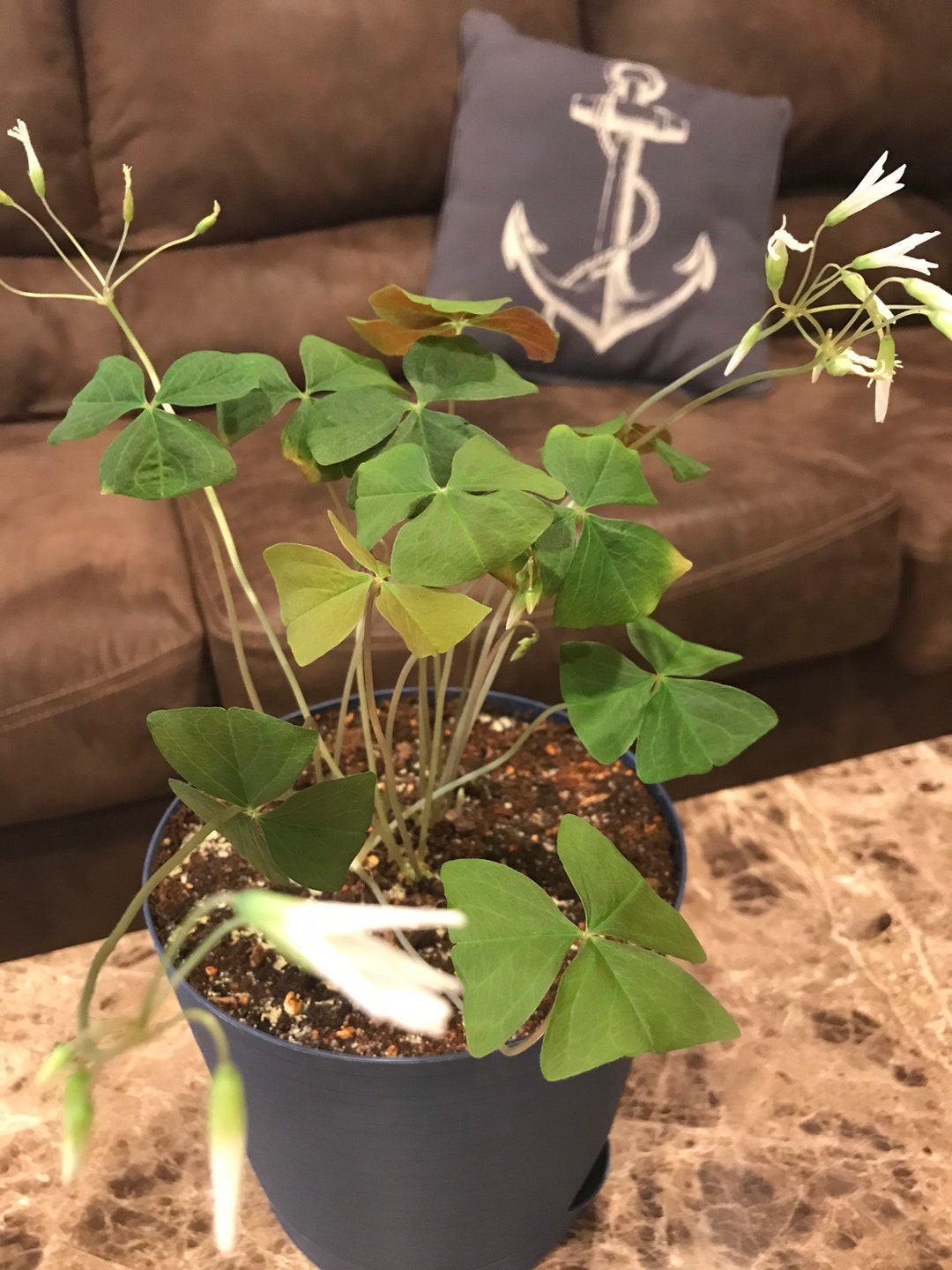 2 Shamrock/green Oxalis Corms (plant Roots) for You to Grow Your Own ...